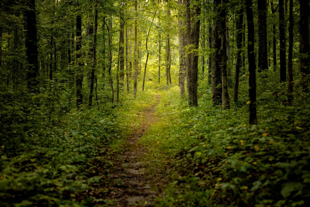 Brentwood Photography Group - Nashville Area Camera and Photography ...